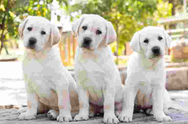 About us - Guide Dogs Australia