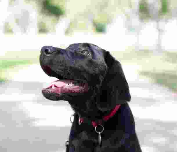 Who is Guide Dogs Australia? - Guide Dogs Australia