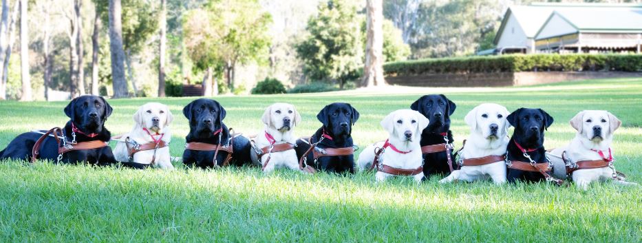 Meet your May 2019 Guide Dog graduates - Guide Dogs NSW/ACT