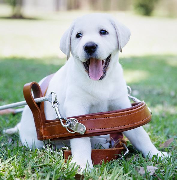 Guide Dogs Australia promotes the link between daily exercise and a ...