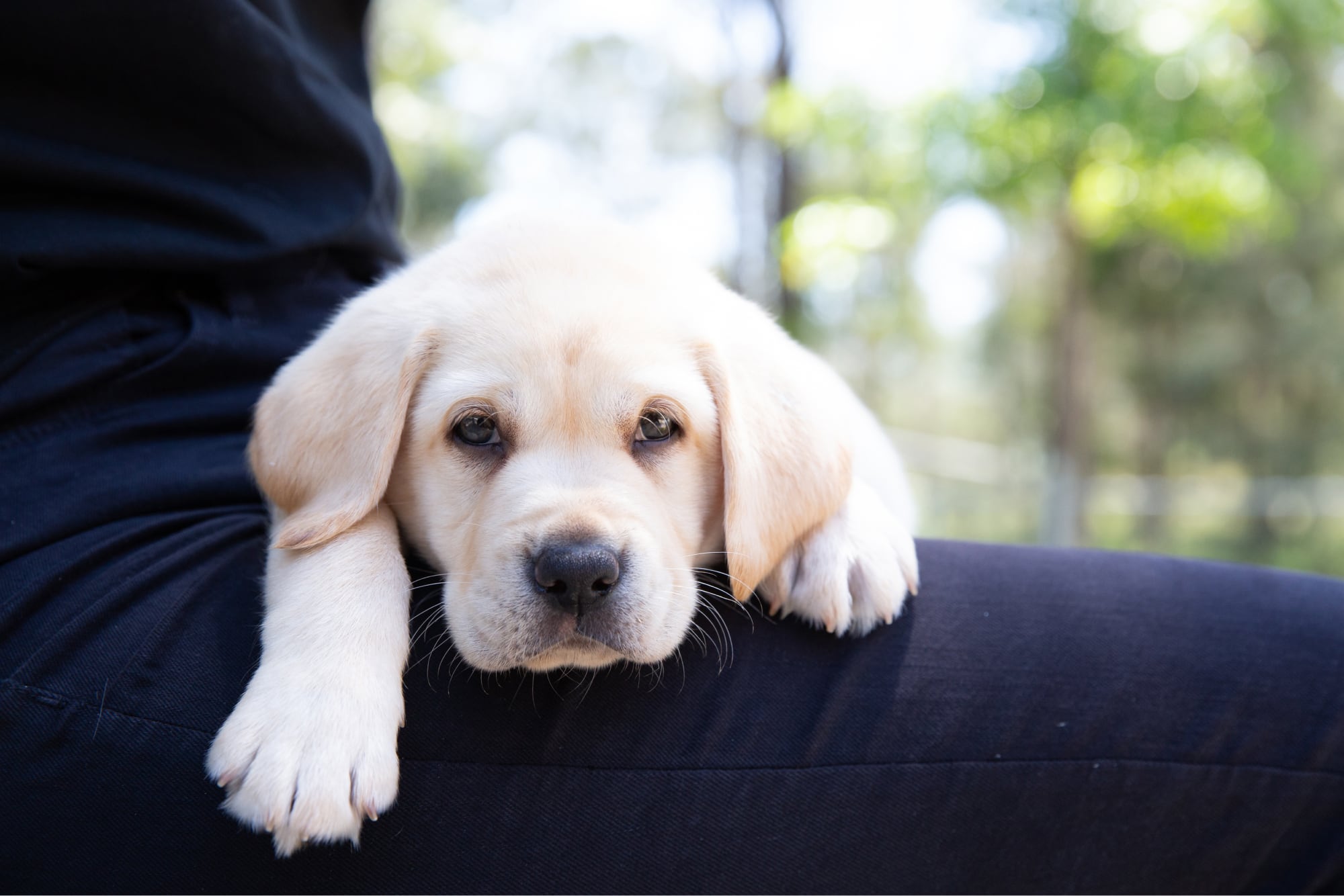 Behind the Scenes Puppy Pals - Guide Dogs NSW/ACT
