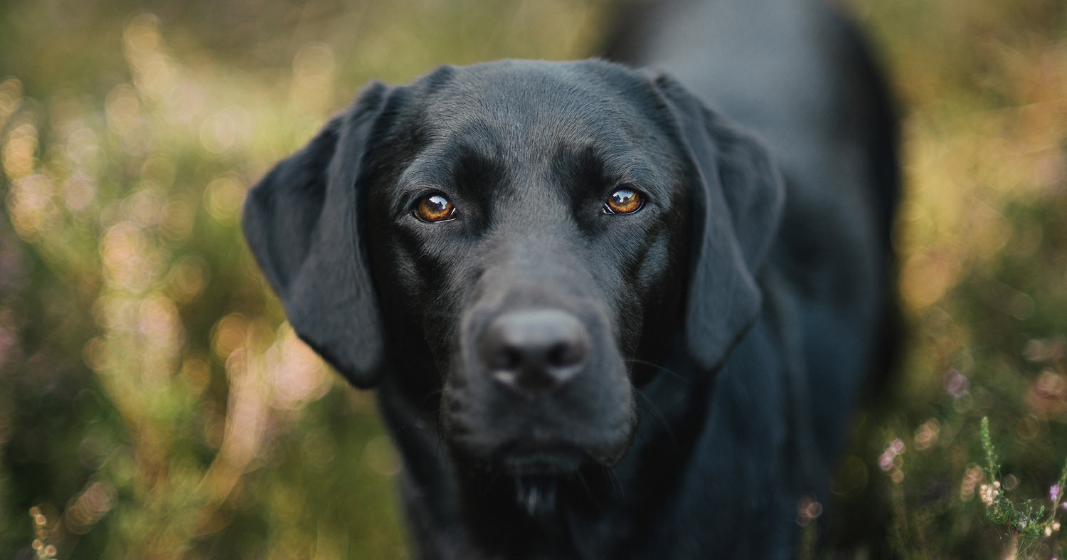 About our dogs - Guide Dogs SA/NT