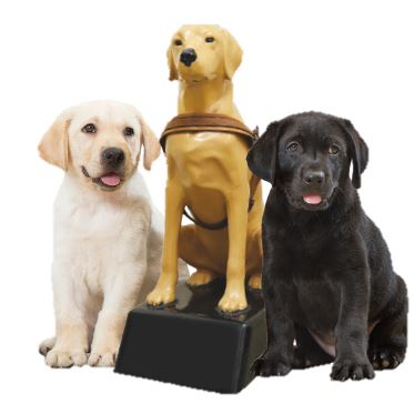 Host a Collection Dog - Guide Dogs Queensland