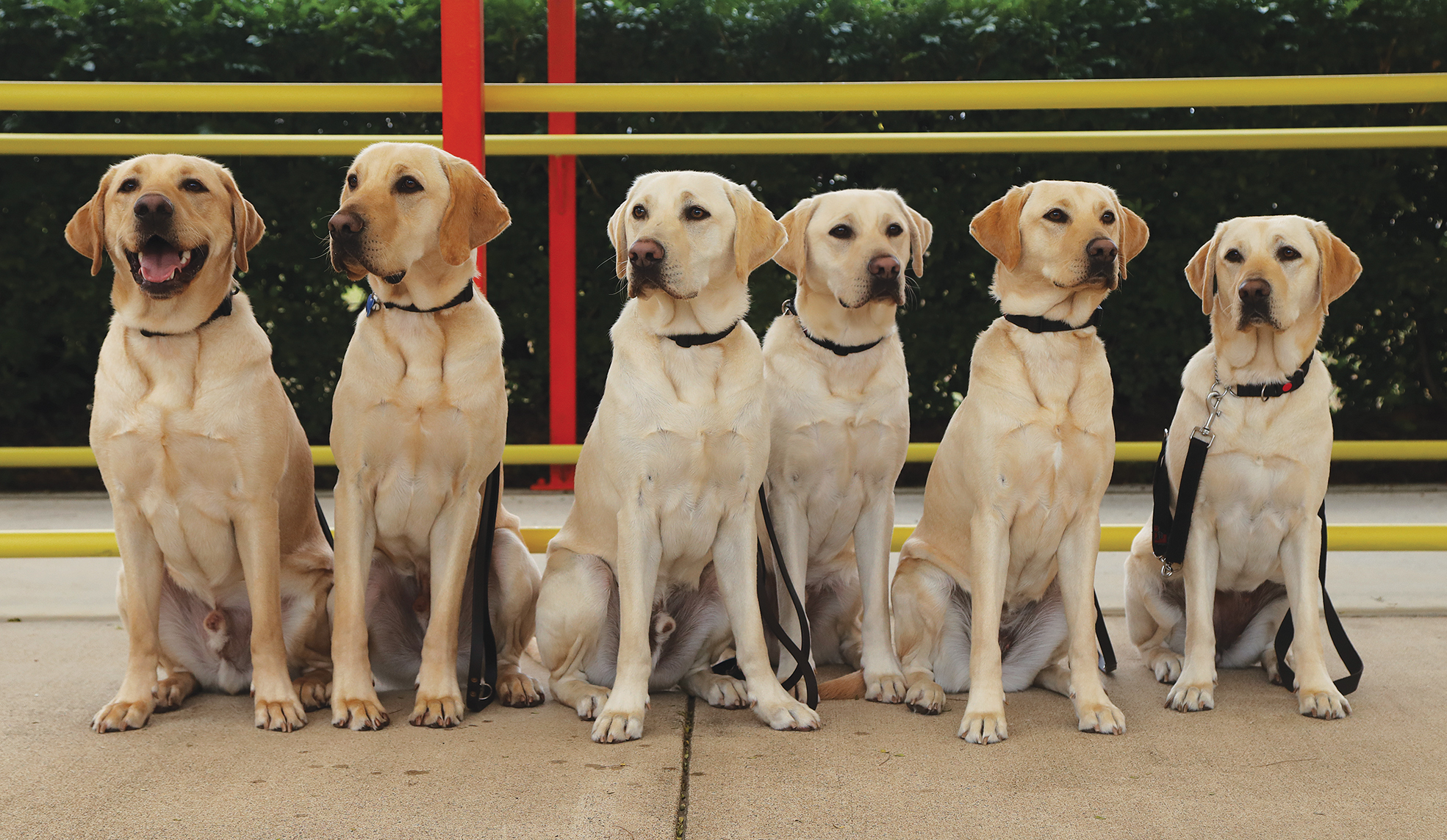 Miracle pups ready to change lives - Guide Dogs Queensland